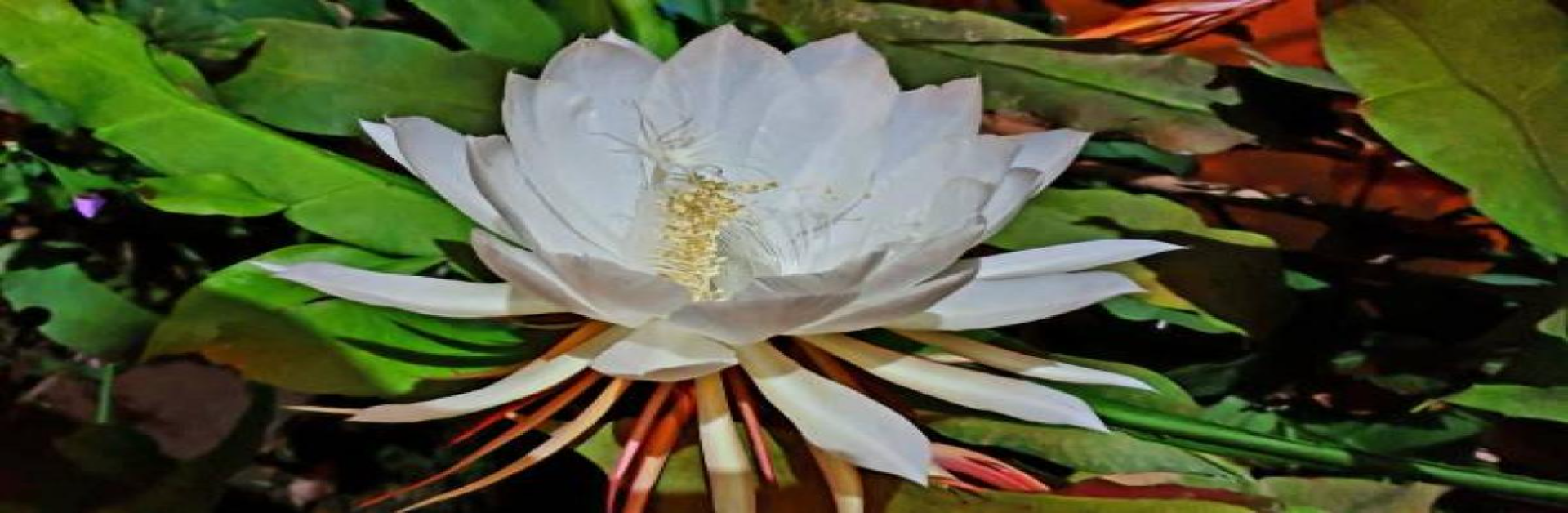 Brahma Kamal Plant Vastu Tips, Benefits and Placement Rules in 2025